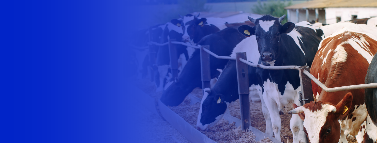 RPA Case Study | Dodla Dairy | Cloud4C RPA Services